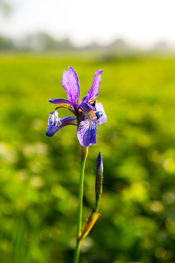 Wild Blooming Purple Iris in Spring Stock Photo - Image of petal ...