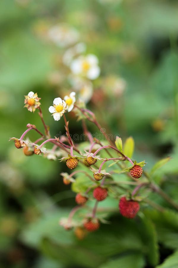 Wild Blooming Strawberry Plant Ripe Red Berries Stock Image - Image of ...