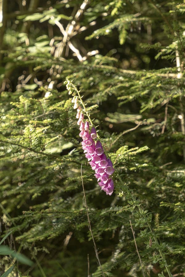Wild Thimble Plant Grows in the Forest Stock Image - Image of detail ...