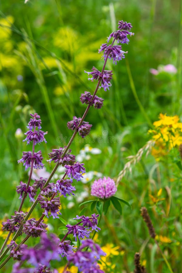 In the Wild, it Blooms among Grasses Salvia Verticillata Stock Image ...