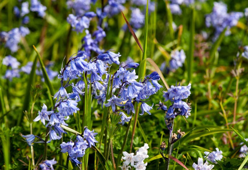 Wild blue bell stock photo. Image of lawn, bell, floral - 234435026