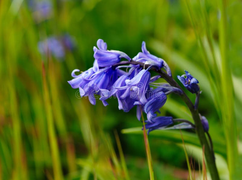 Wild blue bell stock photo. Image of footpath, floral - 234435244