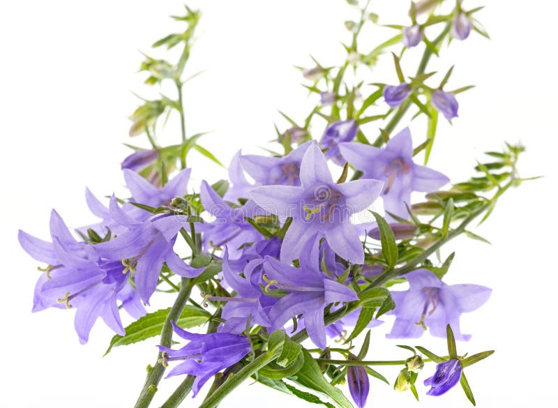 Wild Blue Bellflower Close Up Stock Image - Image of decorative ...