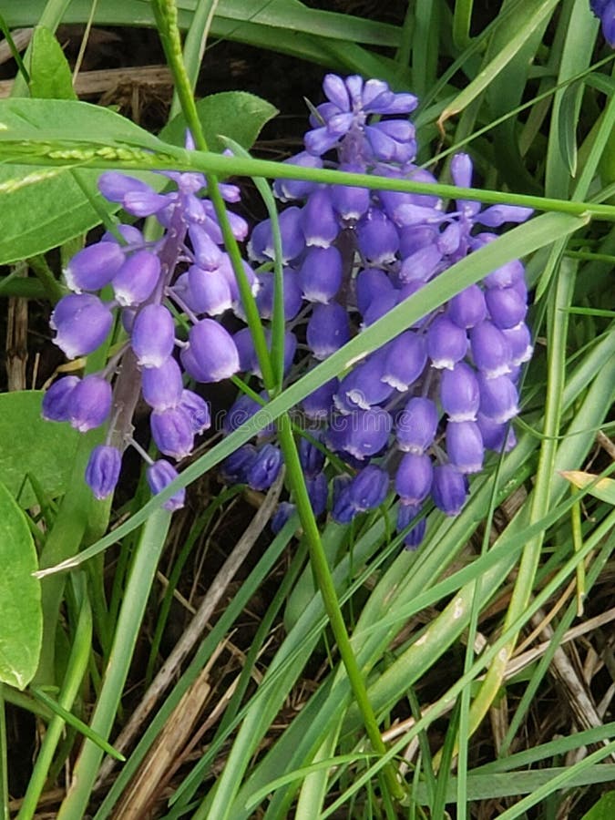 Wild blue bells stock image. Image of petal, meadow - 226017295