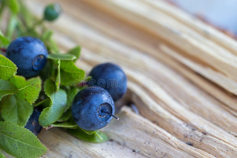 Wild blue berries stock photo. Image of close, organic - 76641916