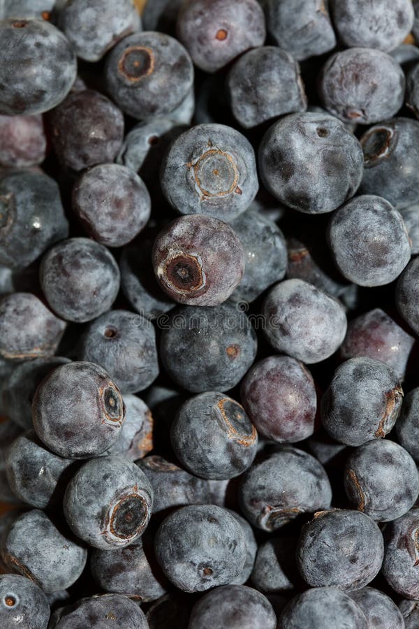Wild Blue Berries Macro Background High Quality Prints Stock Image ...