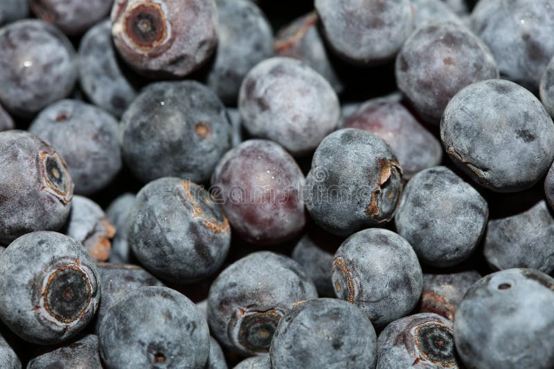 Wild Blue Berries Macro Background High Quality Prints Stock Image ...