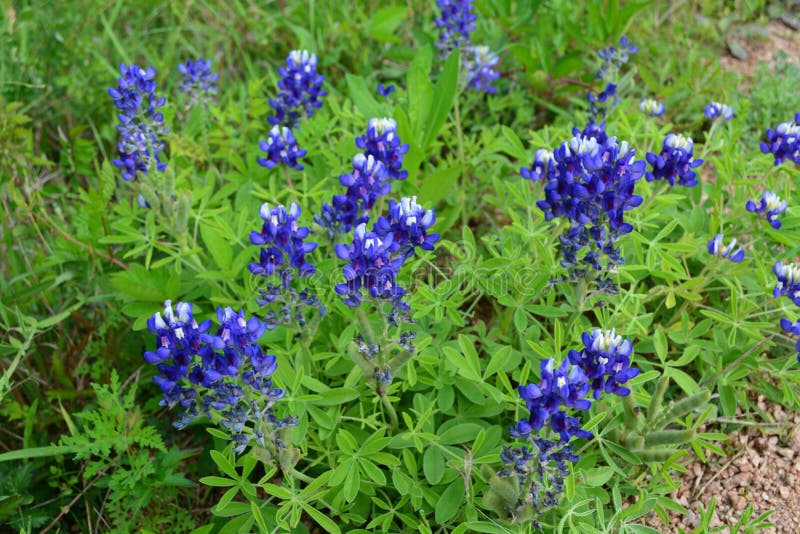 Wild blue bonnets stock photo. Image of blue, flower - 89909948