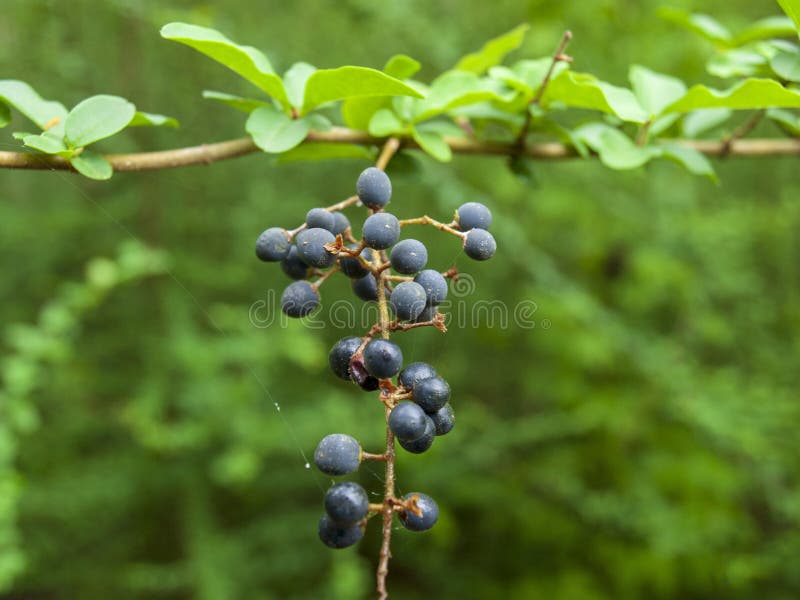Wild Blue Colored Berries Growing on Tree Stock Image - Image of forest ...