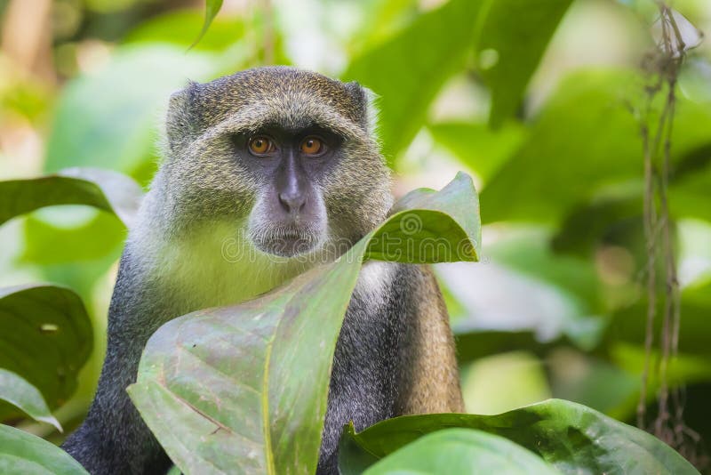 Wild Blue or Diademed Monkey Cercopithecus Mitis Primate in a Evergreen ...