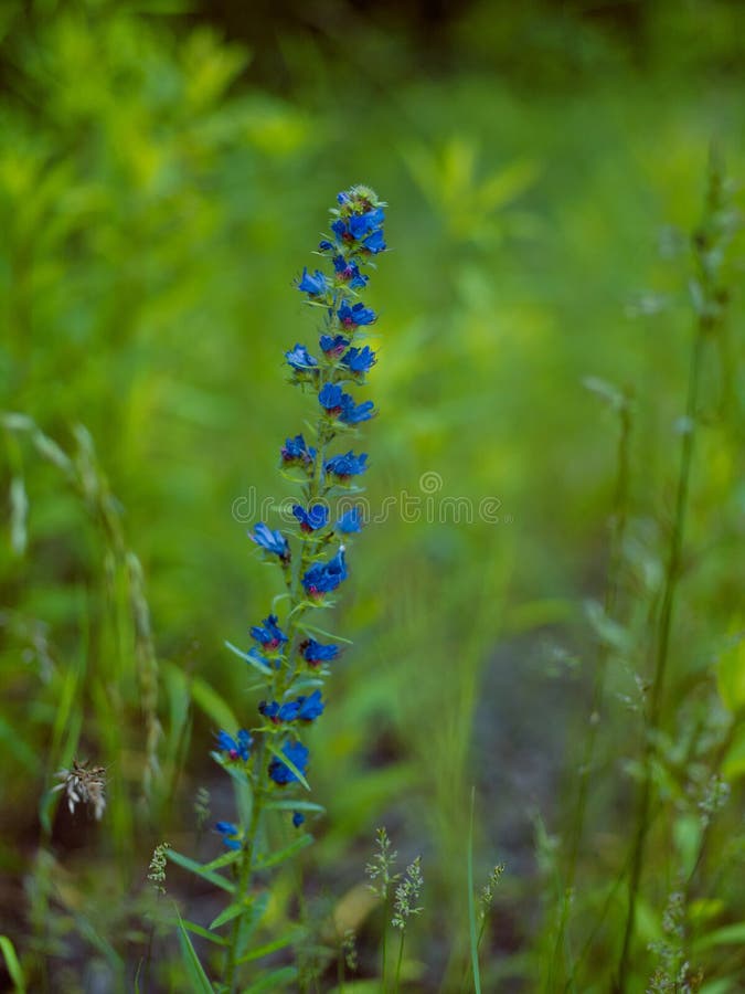 Wild Blue Flower in a Garden Stock Photo - Image of closeup, leaf ...