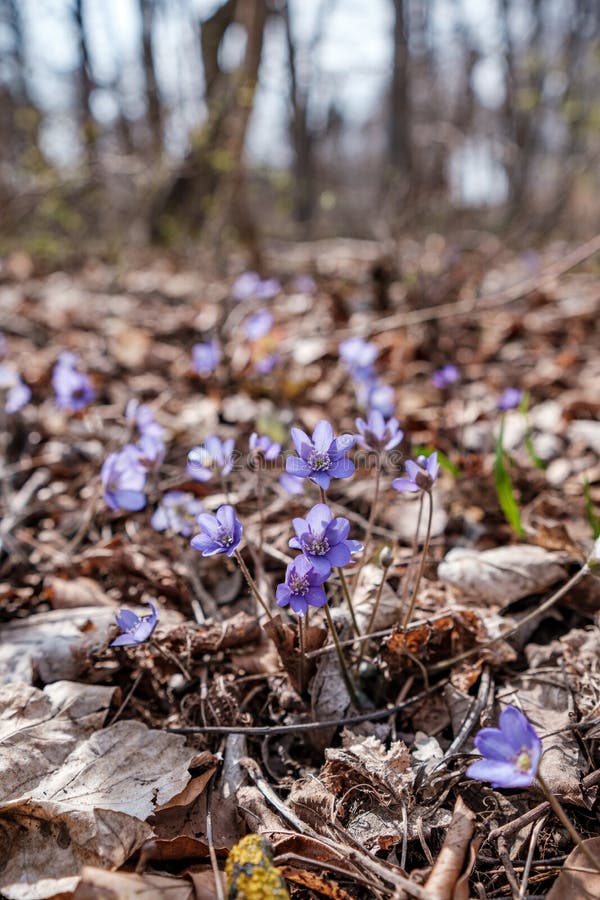 Wild Blue Flowers Growing on the Forest Stock Photo - Image of ...