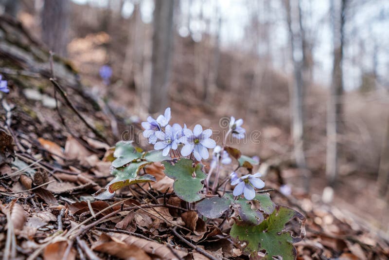 Wild Blue Flowers Growing on the Forest Stock Image - Image of macro ...