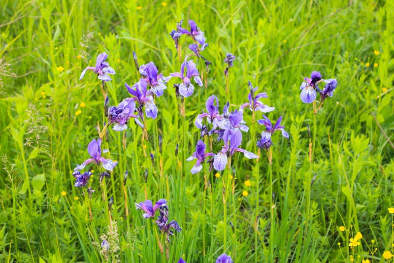 Wild blue iris flowers stock photo. Image of flower, habitat - 85686050