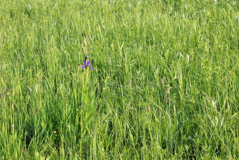 Wild blue iris flowers stock photo. Image of flower, habitat - 85686050