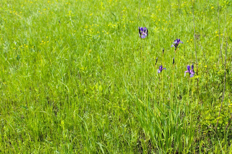 Wild blue iris flowers stock image. Image of habitat - 171852639