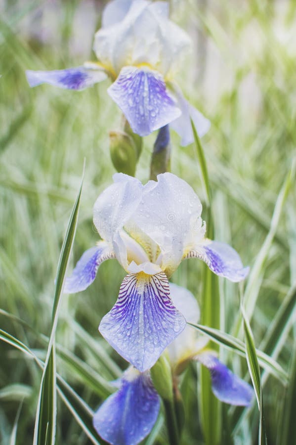Wild Blue Iris Flowers . Closeup, Selective Focus Stock Photo - Image ...