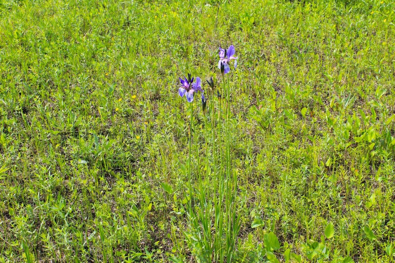Wild blue iris flowers stock photo. Image of flower, habitat - 85686050