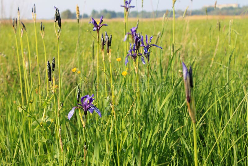 Wild blue iris flowers stock photo. Image of flower, habitat - 85686050