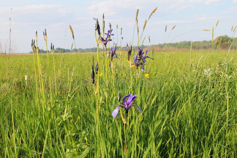 Wild blue iris flowers stock photo. Image of flower, habitat - 85686050