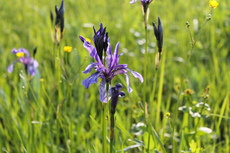 Wild blue iris flowers stock image. Image of blue, iris - 71037657