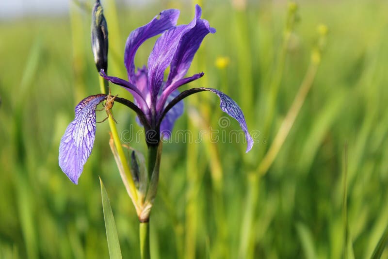 Wild blue iris flowers stock photo. Image of flower, habitat - 85686050