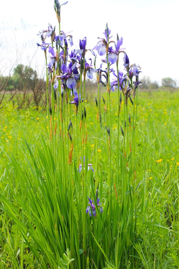 Wild blue iris flowers stock photo. Image of flower, habitat - 85686050