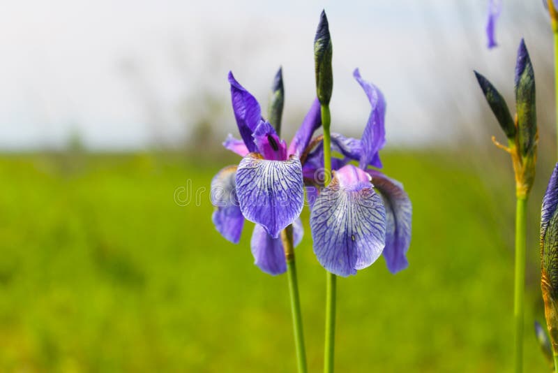 Wild blue iris flowers stock photo. Image of flower, habitat - 85686050