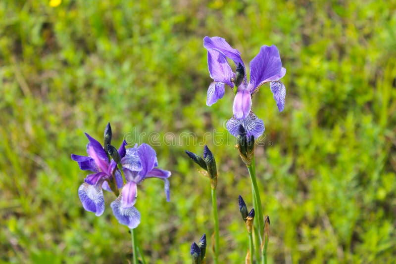 Wild blue iris flowers stock image. Image of fresh, flowerdeluce - 87263179