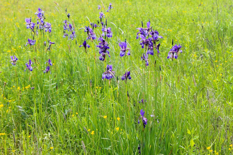 Wild blue iris flowers stock photo. Image of flower, habitat - 85686050
