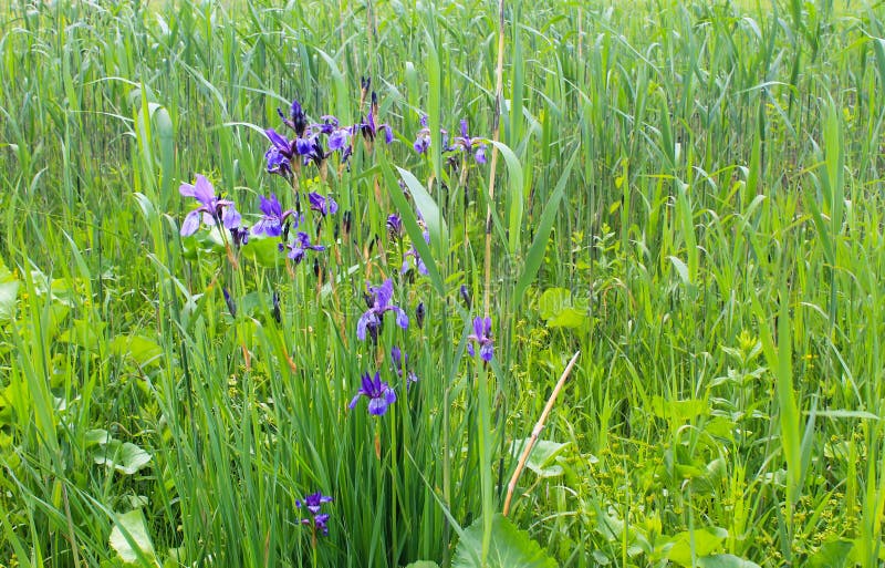 Wild blue iris flowers stock photo. Image of flower, habitat - 85686050