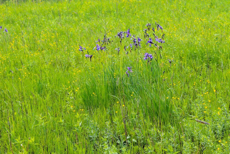 Wild blue iris flowers stock photo. Image of flower, habitat - 85686050