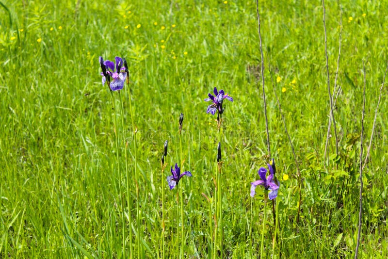 Wild blue iris flowers stock photo. Image of flower, habitat - 85686050
