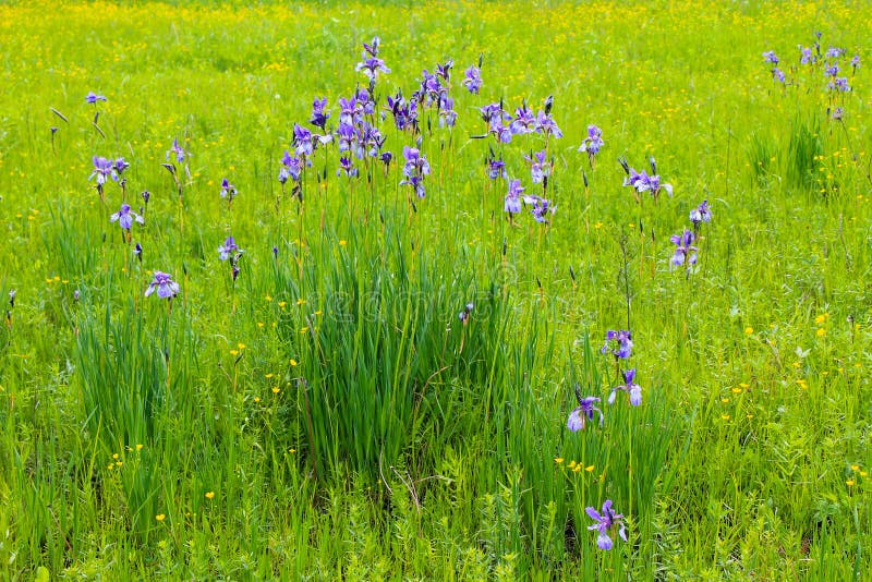 Wild blue iris flowers stock photo. Image of beauty - 102737976
