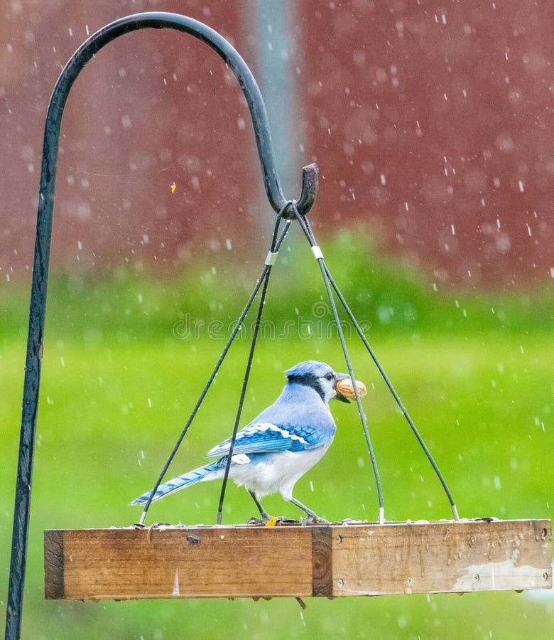 Blue Jay Holding Peanut in Rain Stock Photo - Image of painting ...