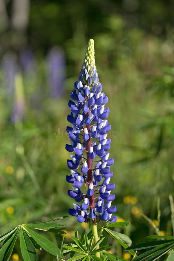 Wild blue lupine flower stock photo. Image of blurred - 74069454