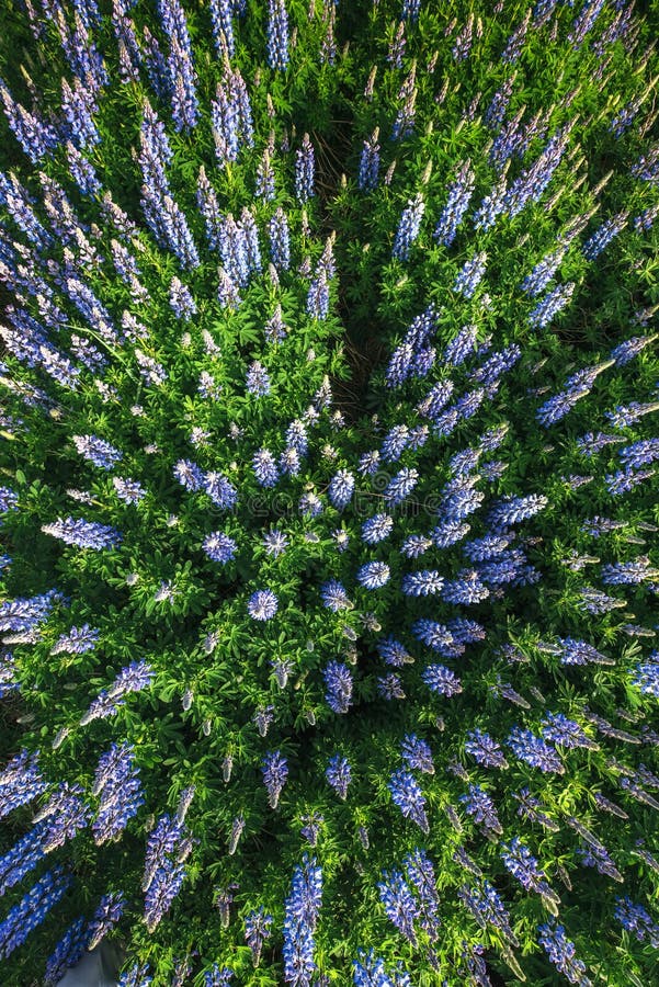 Wild Blue Lupinus Blooming in High Grass at Summer Stock Photo - Image ...