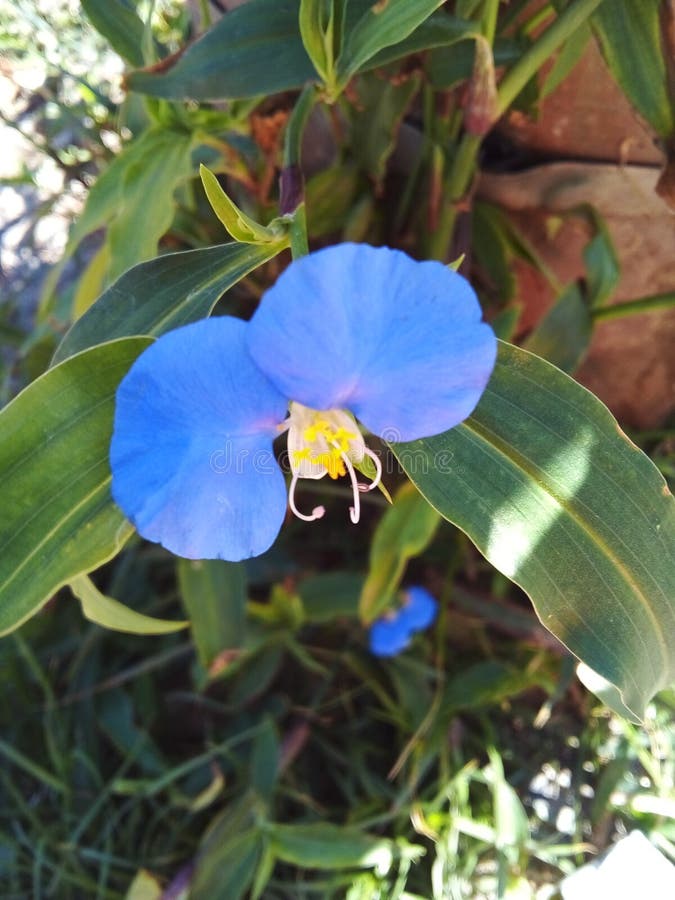 Wild blue orchid stock image. Image of wildflower, tree - 256632835