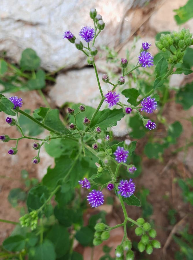 Parpal Stock Photos - Free & Royalty-Free Stock Photos from Dreamstime