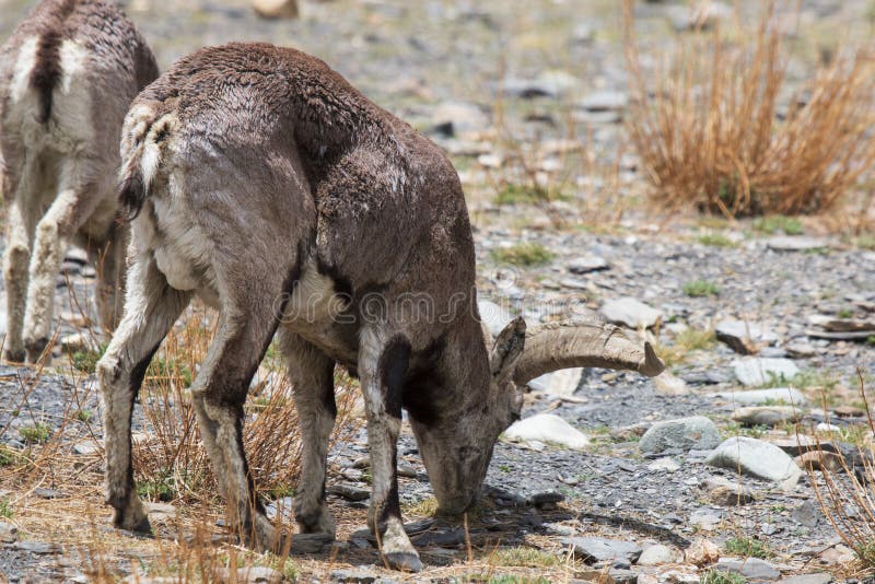 Wild Blue Sheep Bharal in Tibet Stock Image - Image of himalaya, wild ...