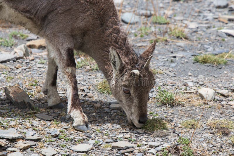 Wild Blue Sheep Bharal in Tibet Stock Photo - Image of blue, cina ...