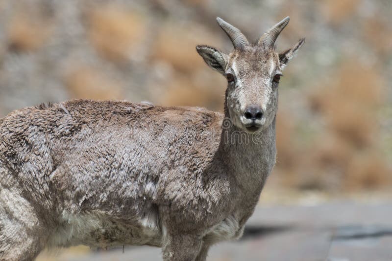 Wild Blue Sheep Bharal in Tibet Stock Image - Image of himalaya, blue ...