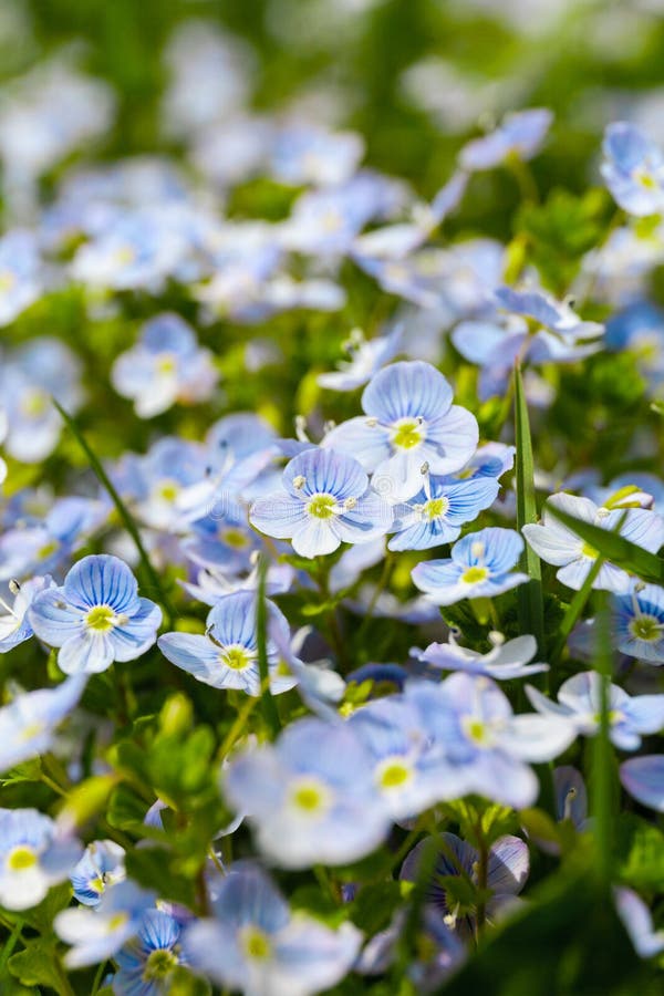 Wild Blue Spring Flowers in the Meadow Stock Photo - Image of flower ...