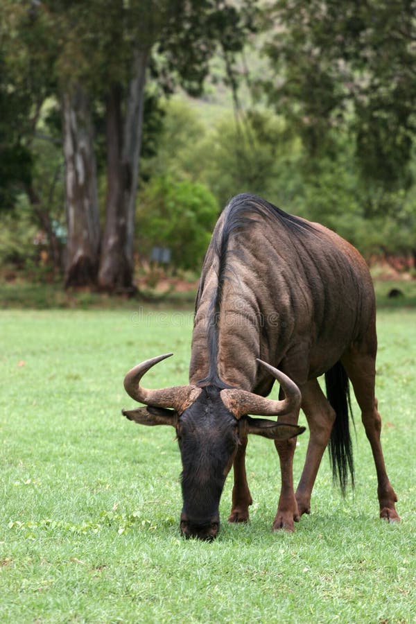 Wild Blue Wildebees Grazing Stock Photo - Image of hunt, wildlife: 382988
