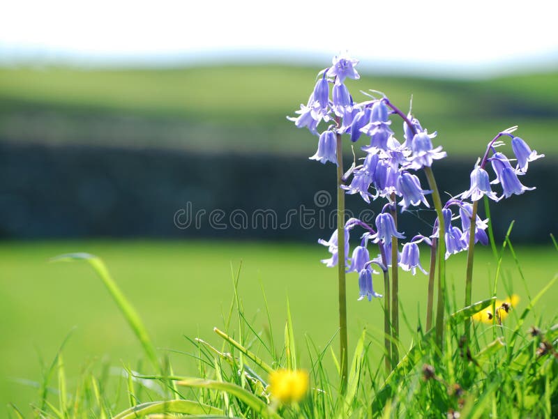 Wild bluebells stock image. Image of wild, hill, sunny - 9852097