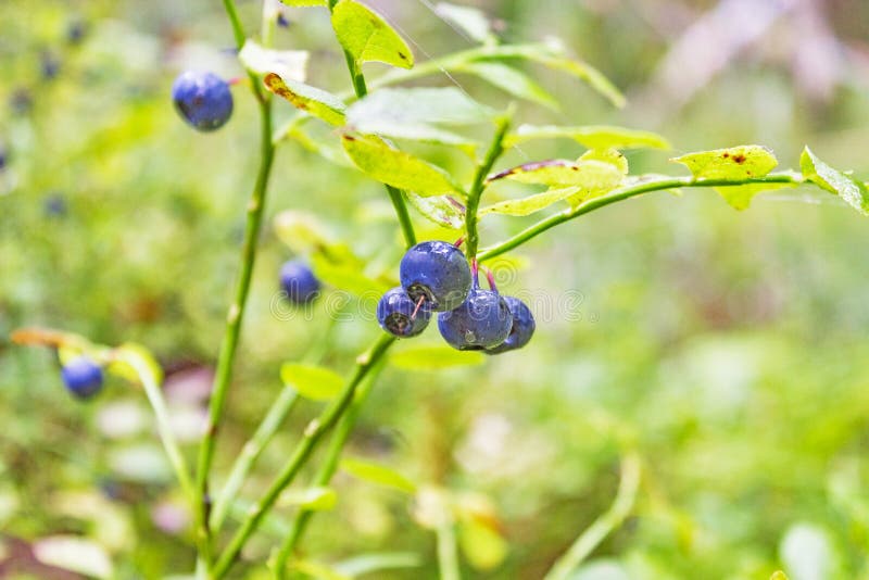 Wild blueberries bush stock photo. Image of macro, blueberry - 63990980