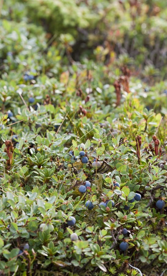 Wild blueberries stock image. Image of field, juice, environment - 45701399