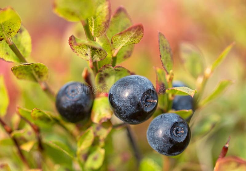 Wild blueberries stock photo. Image of wild, stem, high - 12911212