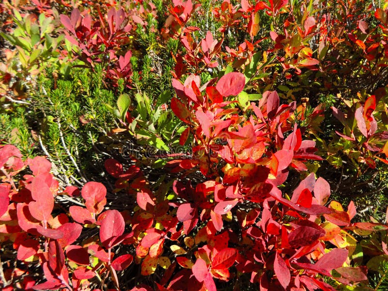 Wild Blueberries with Fall Colors Stock Image - Image of blueberry ...