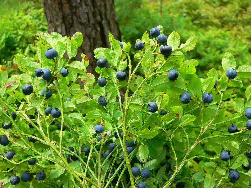 Wild Blueberries in the Forest Stock Image - Image of blueberry, bunch ...